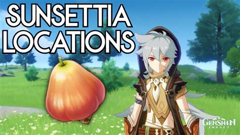 70 Sunsettia In Under 5 Minutes Sunsettia Locations Genshin Impact Youtube