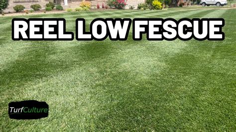 Bonfire Tall Fescue How I Transformed My Lawn To Short Cut Grass Youtube