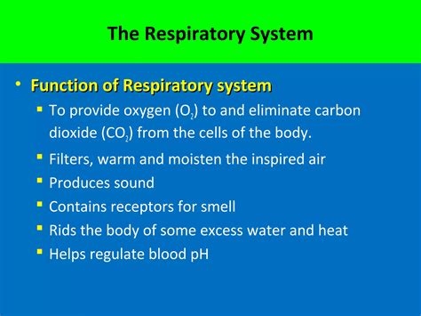 Upper Respiratory System Anatomy Ppt