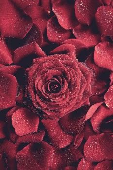 Kostenlose Hintergrundbilder Rote Rose in Nahaufnahmen Bilder Für