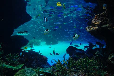 水族館の様子（水槽の中） フリー素材ドットコム