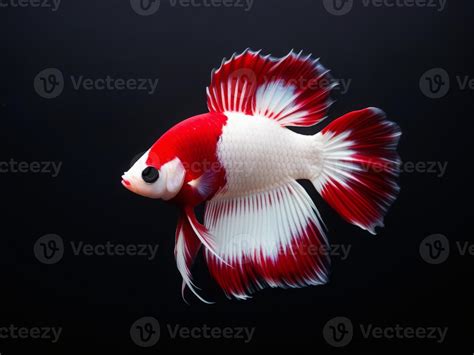 Minimalist Depiction Of An Aggressive Betta Fish On A Pitch Black