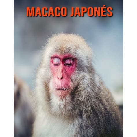 Buy Macaco japonés Libro para niños con imágenes asombrosas y datos