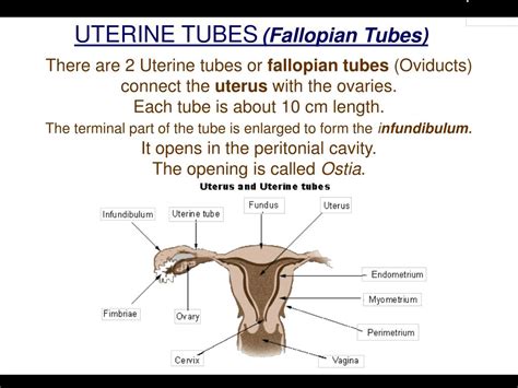 Ppt Exploring The Human Female Reproductive System Powerpoint