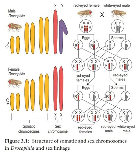 Chromosomal Theory Of Inheritance Biology Notes Online
