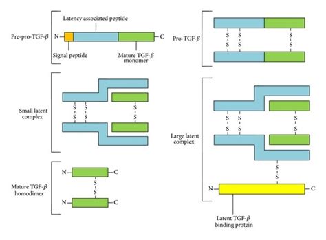 A schematic representation of TGF β different forms occurring during Download Scientific