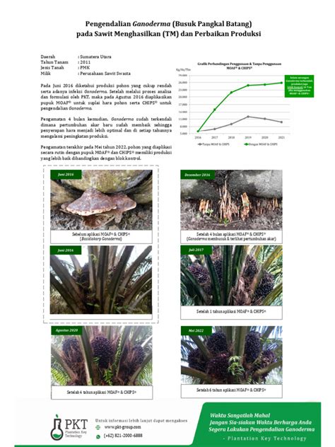 Pengendalian Ganoderma Busuk Pangkal Batang Pada Sawit Menghasilkan