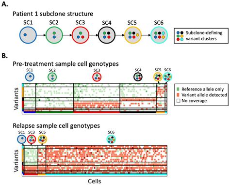 Long Read Single Cell RNA Sequencing Enables The Study Of Cancer