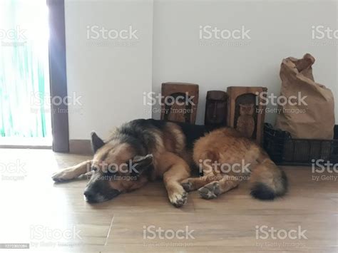 순종 한 독일 셰퍼드 개는 바닥에 쉬고 자고 있습니다 큰 검은 색과 갈색 색깔의 개는 자고 있습니다 집에서 쉬고 있는 시골 개 경찰 개는 조용하고 자고 있습니다 개에 대한