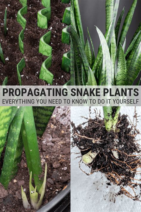 Snake Plant Propagation Artofit