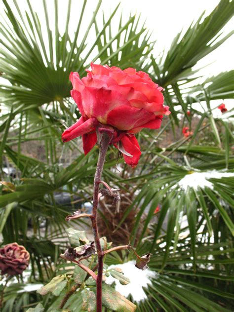 Как у всех Часть 18 Жизнь штука тонкая Рассказы о любви дружбе отношениях Жизненные