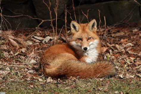 Fox In The Fallen Foliage News Sports Jobs Adirondack Daily