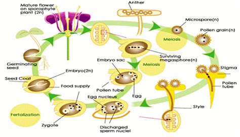 Draw Labelled Diagrams Of A Female And Male Thallus Of A Liverwort B
