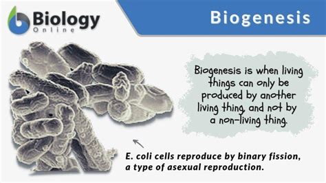 Biogenesis Definition And Examples Biology Online Dictionary