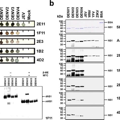 Characterization Of Anti Ns1 Mabs Binding To Denv And Flavivirus Ns1