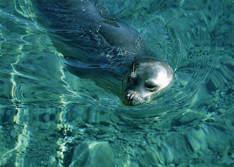 Mediterranean Monk Seal Marine Mammal Commission