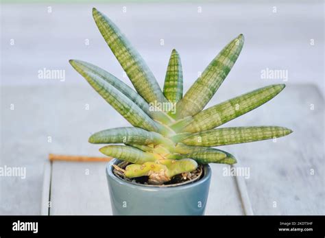 Sansevieria Boncellensis Sansevieria Or Queen Of Sansevieria Or