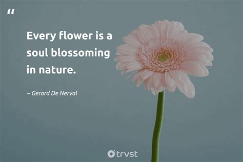106 Thoughtful Flower Quotes Sayings And Captions Atelier Yuwa Ciao Jp