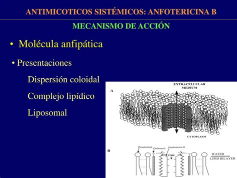Ppt FÁrmacos AntimicÓticos Powerpoint Presentation Free Download