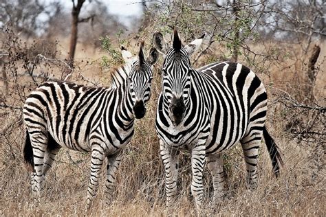 Wildlife Detection Object Detection Dataset And Pre Trained Model By Trial