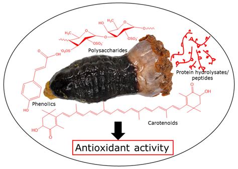 Benefits Of Sea Cucumber At Amber Toney Blog