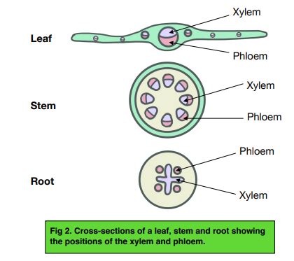 Cross Section Of Leaf Xylem And Phloem