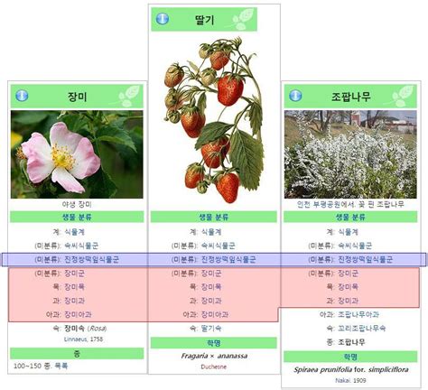 장미族 비교 꽃