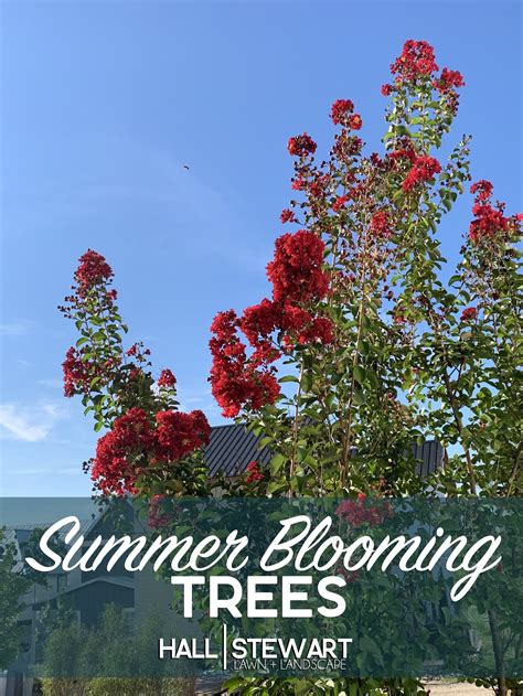 Pretty Summer Trees