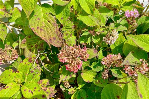 Why Your Hydrangea Has Brown Spots And How To Fix It Fast