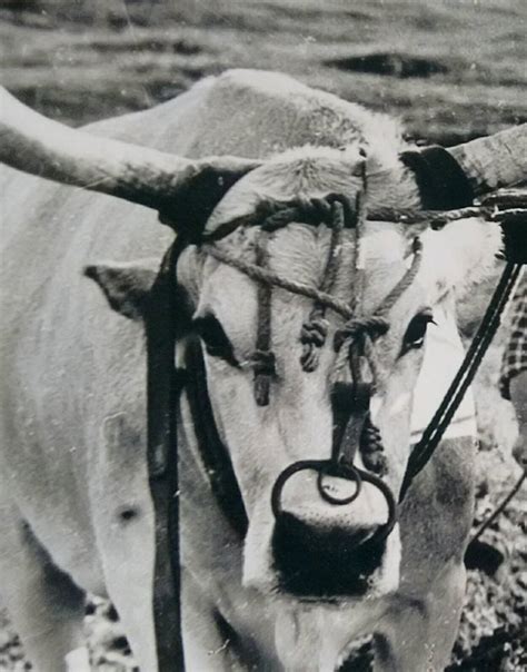 Le Frocette Si Mettevano Nelle Museo Online Del Turano