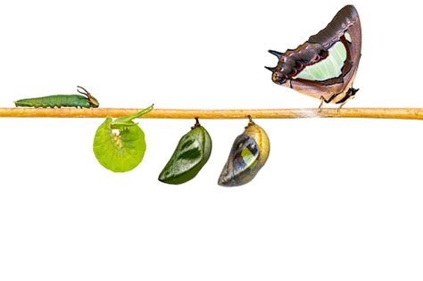 애벌레와 번데기 변 태 성장 나뭇가지에 매달려 라이프 사이클에서 절연된 Transformaion 일반적인 Nawab 나비 의