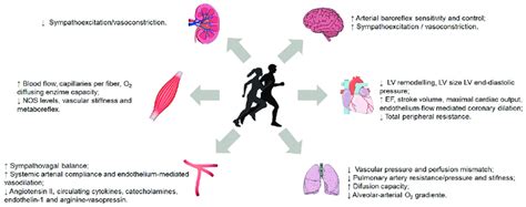 Benefits And Physiological Effects Of Moderate Intensity Aerobic Download Scientific Diagram