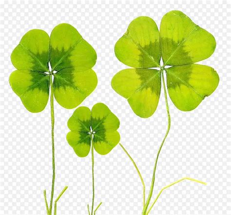 幸运草素材png图片素材下载图片编号qlvdnabk 免抠素材网