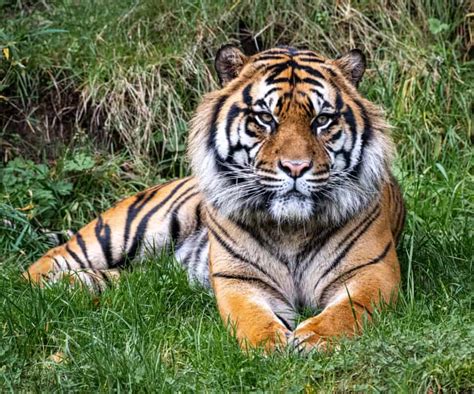 Saving Sumatras Endangered Sunda Tiger Animals Around The Globe