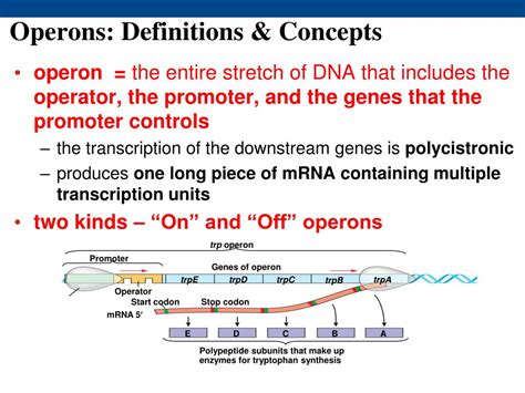 Ppt Regulation Of Gene Expression Powerpoint Presentation Free
