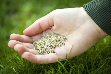 How To Harvest Grass Seed In Your Garden Big Organic Garden