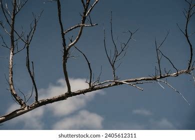 Naked Tree Branch Sky Stock Photo Shutterstock