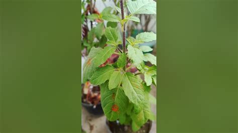 तुलसी जी का पौधा घना कैसे बनायेplanttips Plantscare Plants