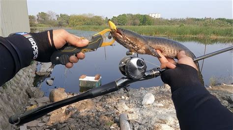 Câu Cá Lóc Khủng Tập 5 Nhái Hơi F35 Tnt Lure Săn Cá Lóc Khủng