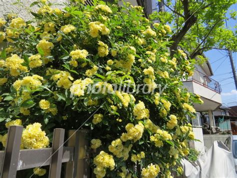 モッコウ薔薇 写真素材 3731191 フォトライブラリー Photolibrary