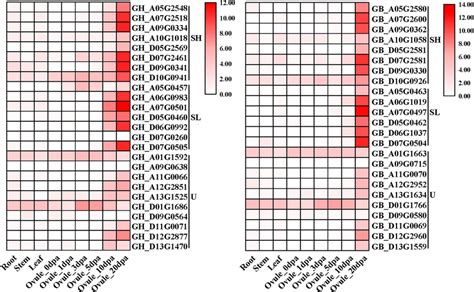 Transcriptome Expression Of G Hirsutum And G Barbadense Oleosin Genes