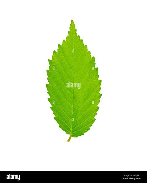American Elm Aka Water Or White Elm Ulmus Americana Green Perfect