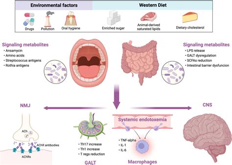 Figure 1 From The Role Of Human Microbiota In Myasthenia Gravis A