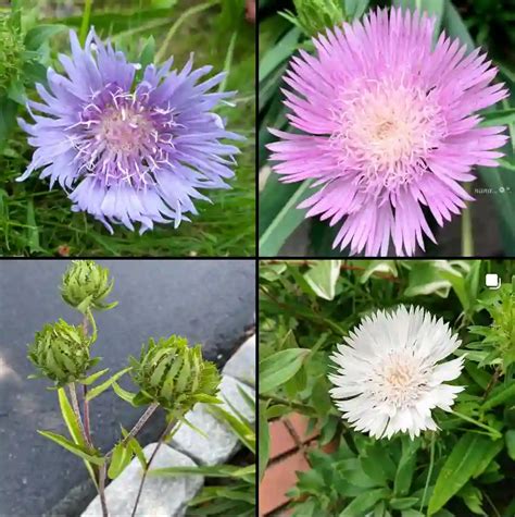Plant Faqs Bolbitis Heudelotii