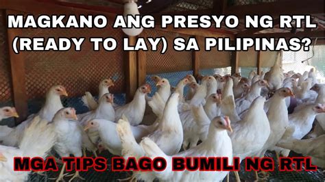 Magkano Ang Presyo Ng Sisiw