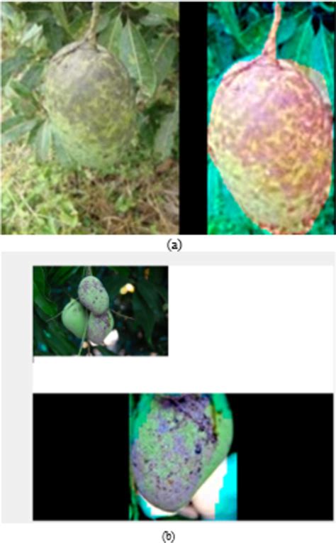 Figure 1 From An Overall Disease Analysis Of Mango Using Neural Network With Hybrid Feature