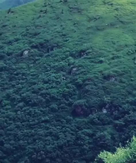 Eagle Dropping And Catching Its Prey Midair Scrolller