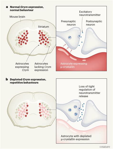 Non Neuronal Brain Cells Modulate Behaviour