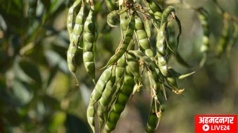 Tur Crop Management शेतकऱ्यांसाठी महत्वाची बातमी तूर पिकाला या खतांची