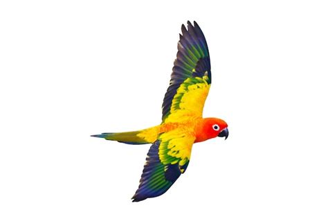 Premium Photo Sun Conure Or Sun Parakeet Flying Isolated On White